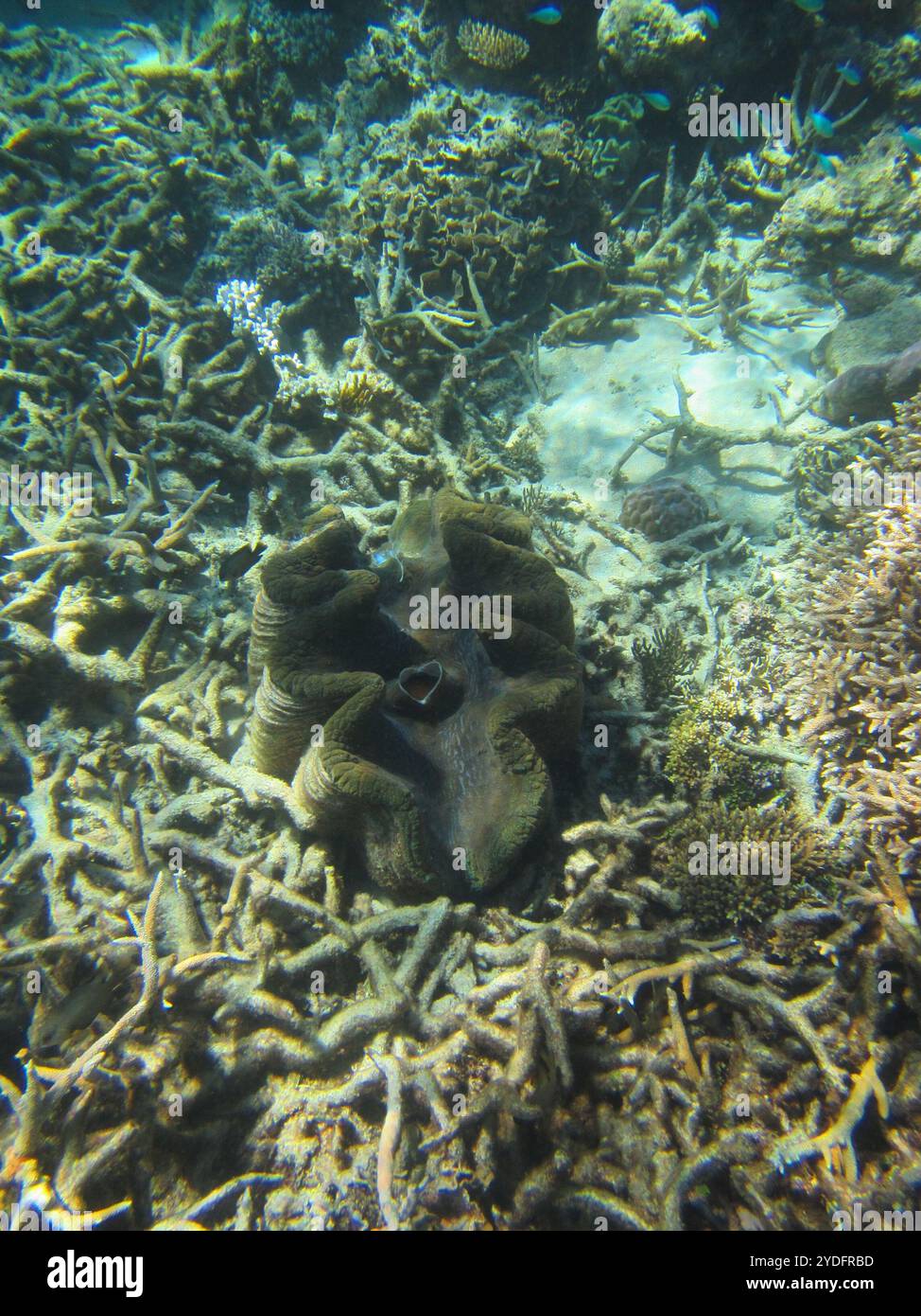 Gigas Giant Clam (Tridacna gigas Stock Photo - Alamy