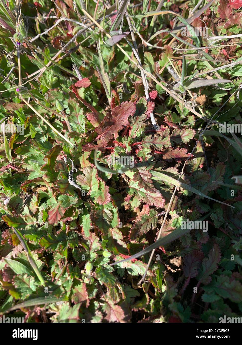 Mediterranean Stork's-bill (Erodium botrys Stock Photo - Alamy