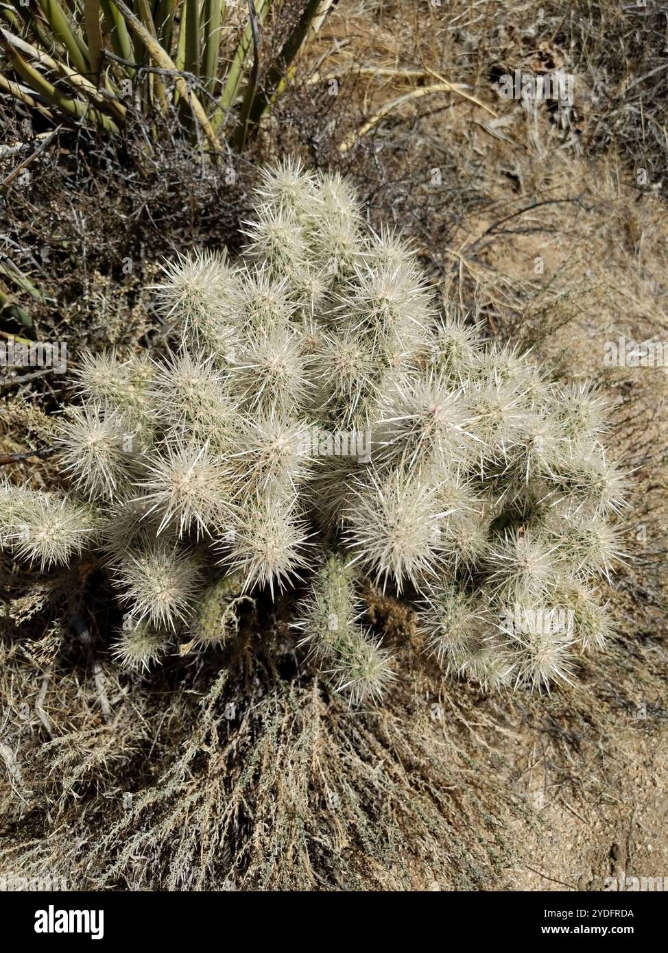 Silver Cholla (Cylindropuntia echinocarpa Stock Photo - Alamy