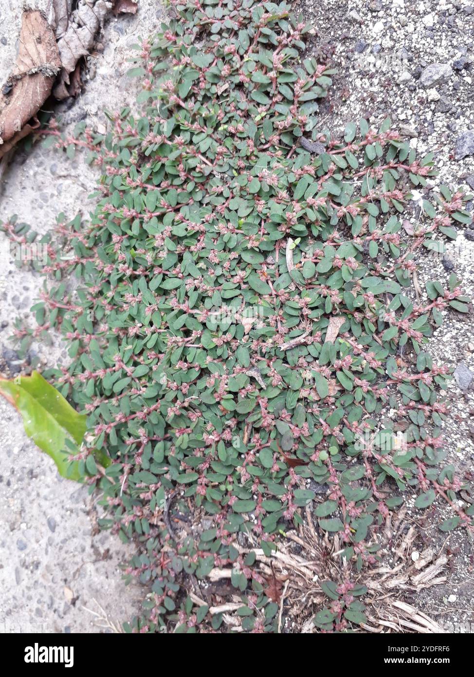 Spotted spurge (Euphorbia maculata Stock Photo - Alamy