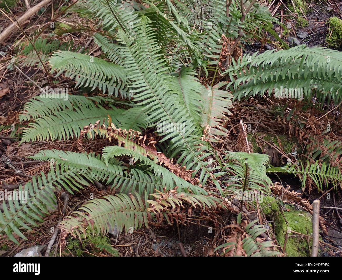 western sword fern (Polystichum munitum Stock Photo - Alamy