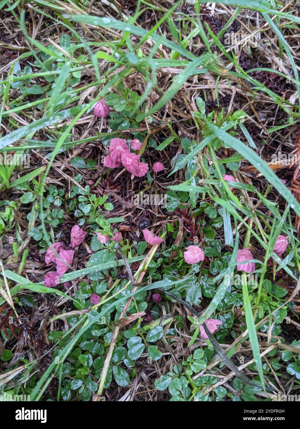 purple pinwheel (Marasmius haematocephalus Stock Photo - Alamy
