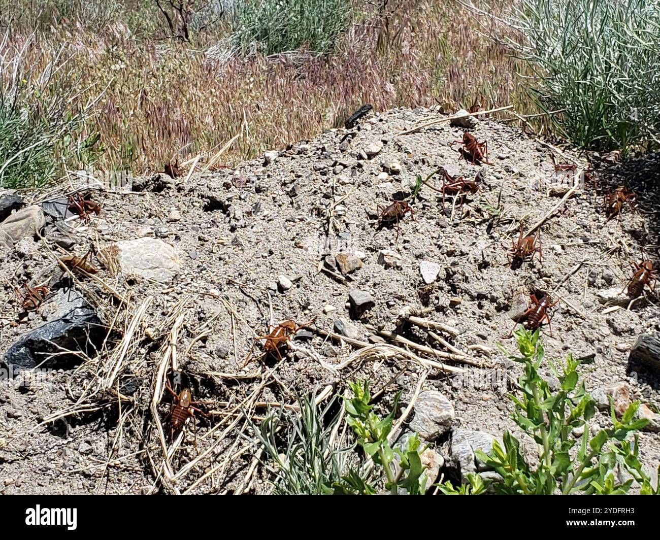 Anabrus simplex hi-res stock photography and images - Alamy