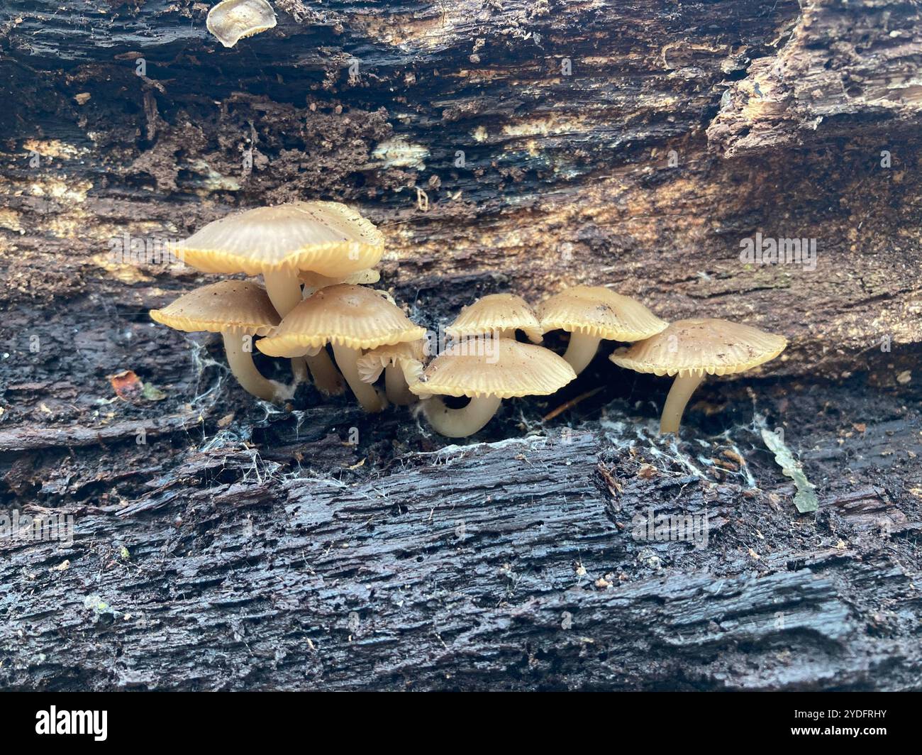 The funeral bell hi-res stock photography and images - Alamy