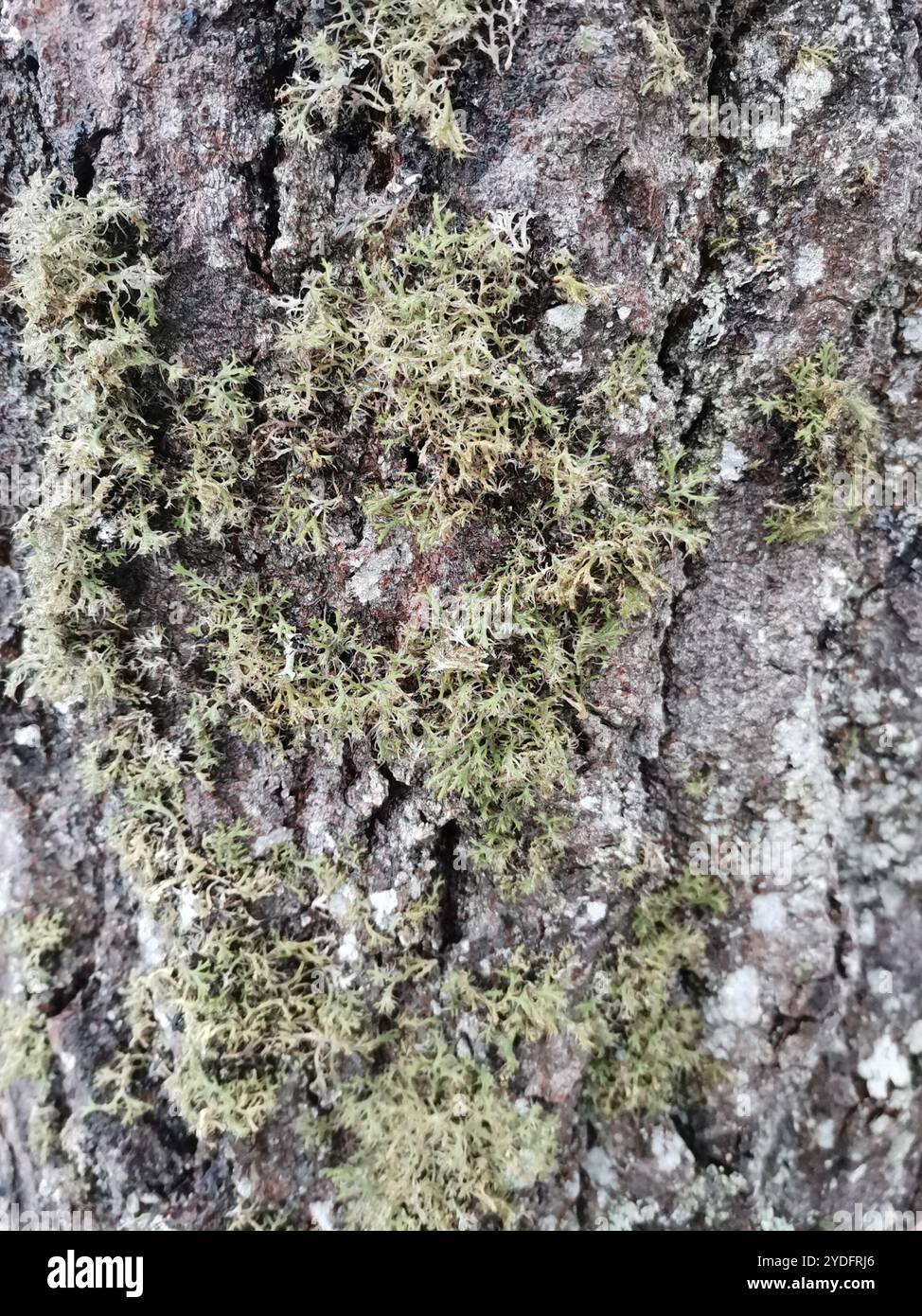 Great Ciliated Lichen (Anaptychia ciliaris Stock Photo - Alamy