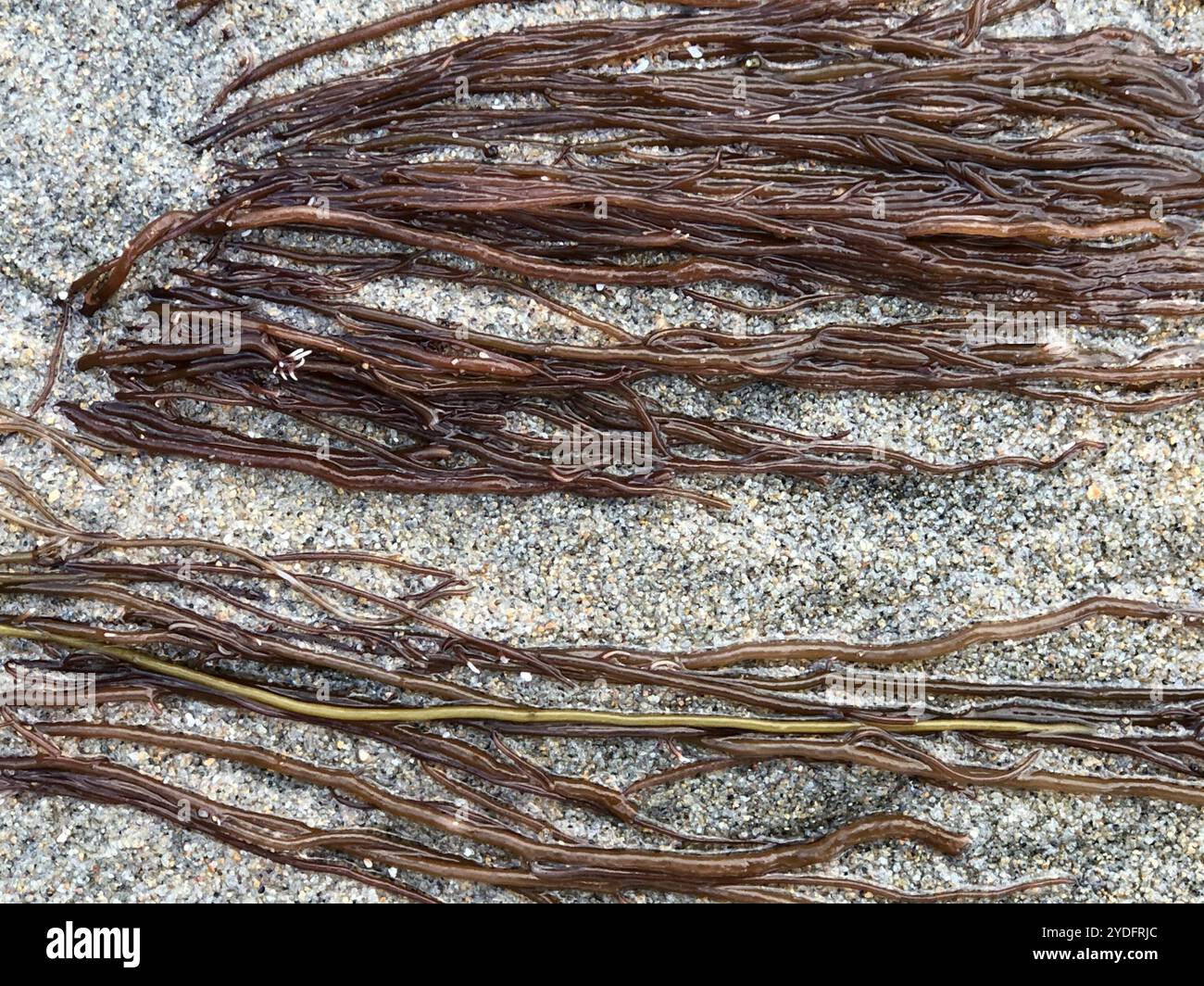 sea spaghettis (Gracilariopsis Stock Photo - Alamy