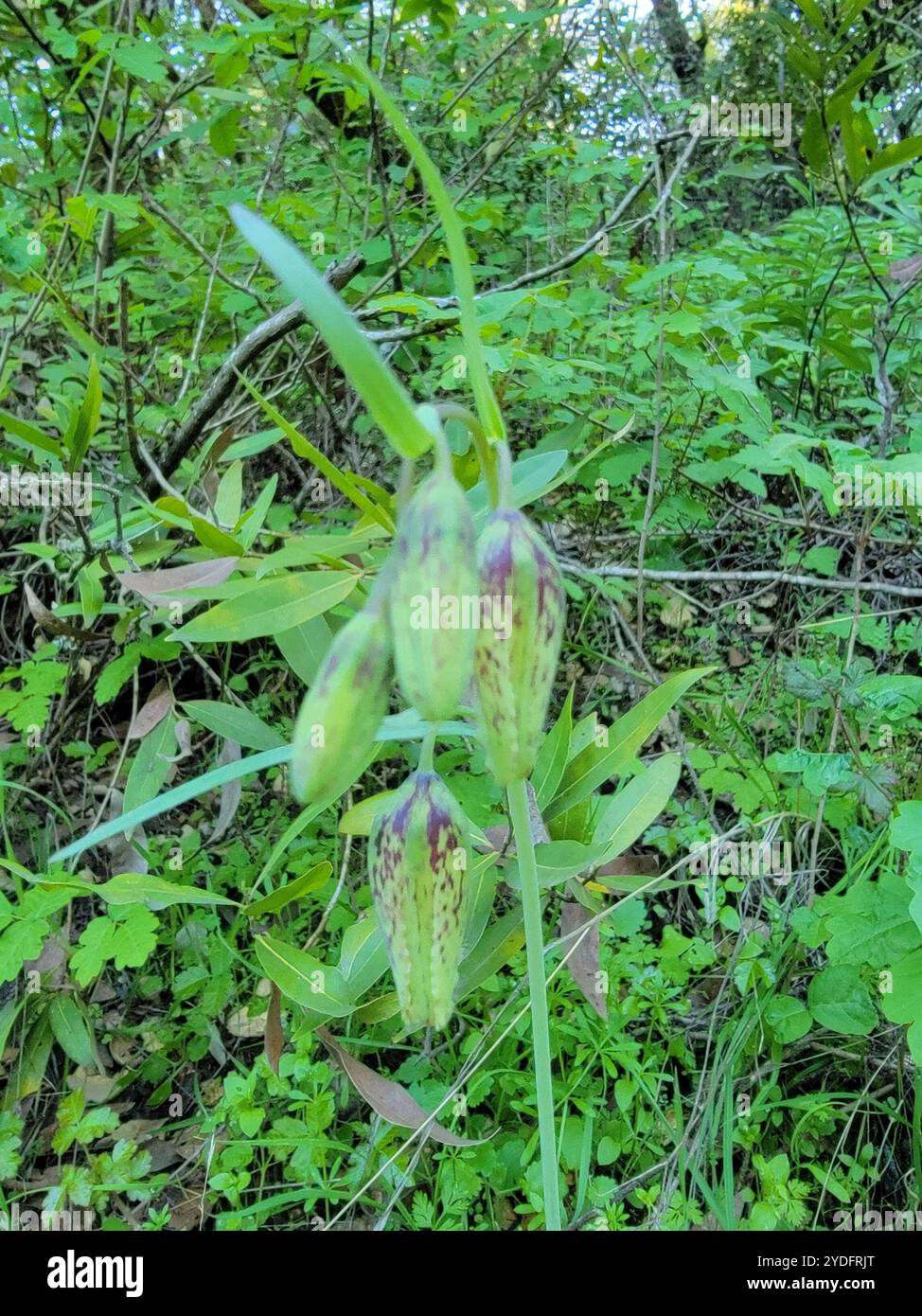 checker lily (Fritillaria affinis Stock Photo - Alamy