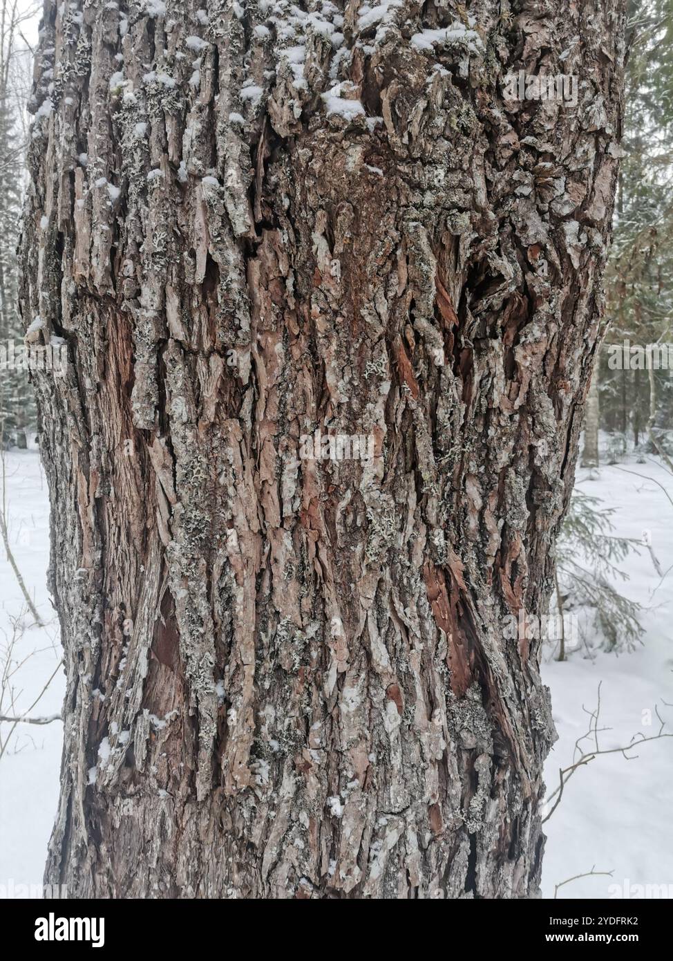 goat willow (Salix caprea Stock Photo - Alamy