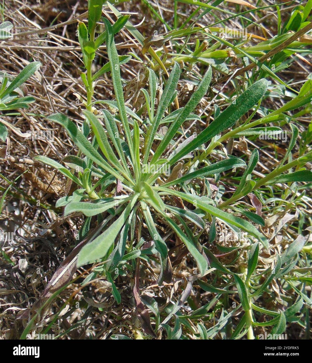 Bladderpod (Alyssoides utriculata Stock Photo - Alamy