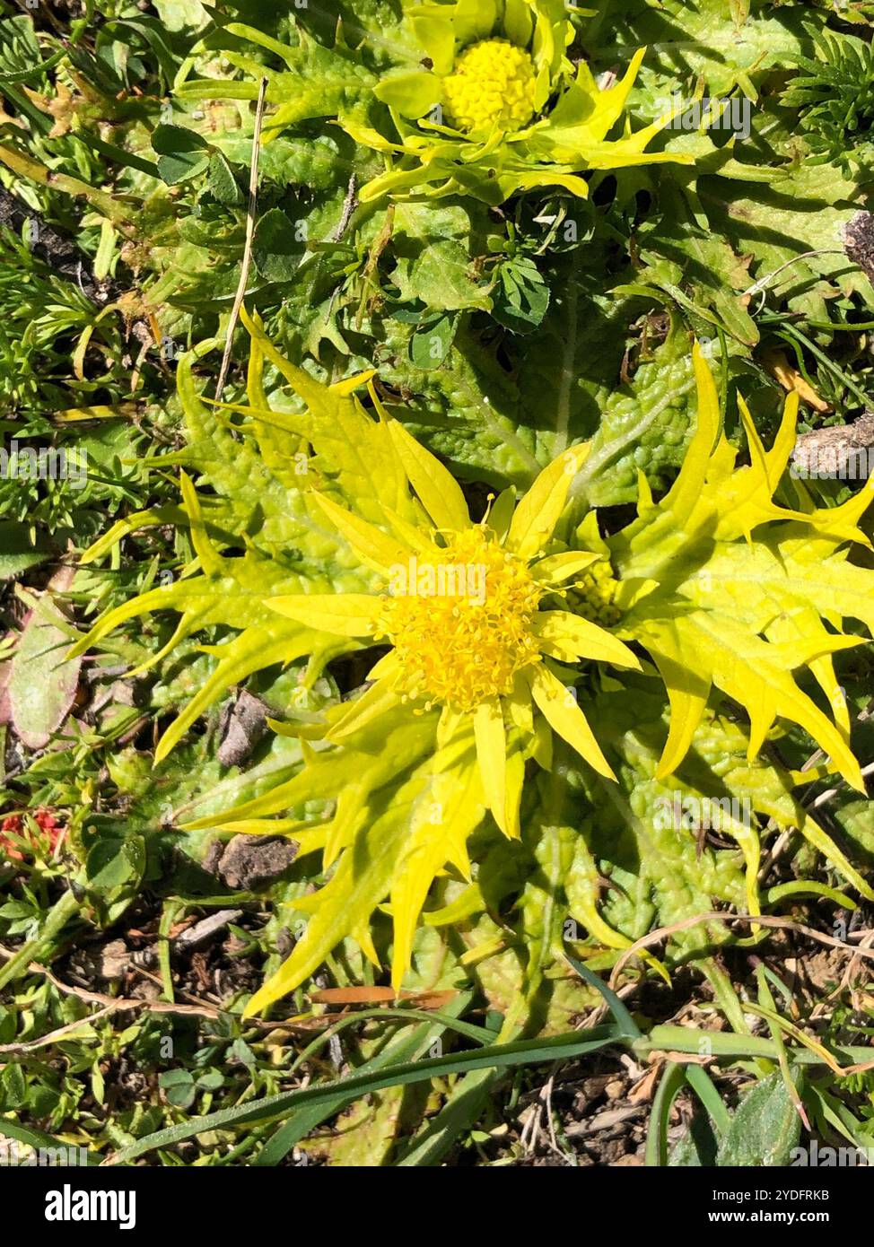 Sanicula arctopoides hi-res stock photography and images - Alamy