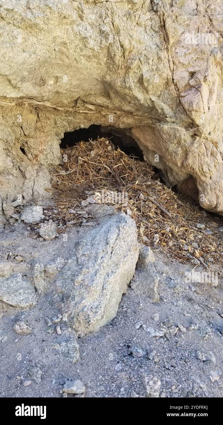 Desert Woodrat (Neotoma lepida Stock Photo - Alamy