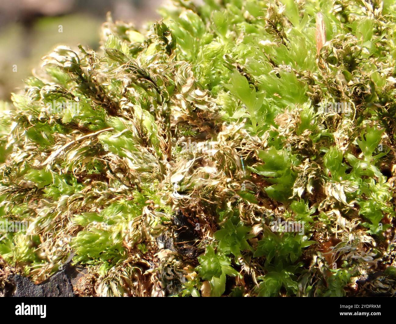 Horn Calcareous Moss (Mnium hornum Stock Photo - Alamy