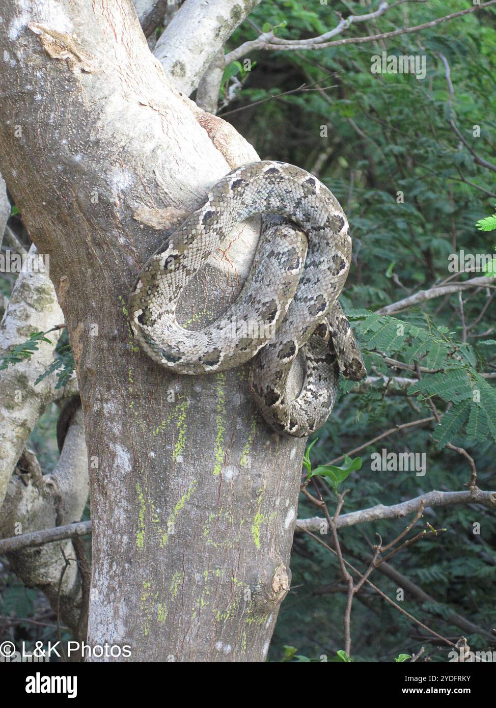 Corallus grenadensis hi-res stock photography and images - Alamy