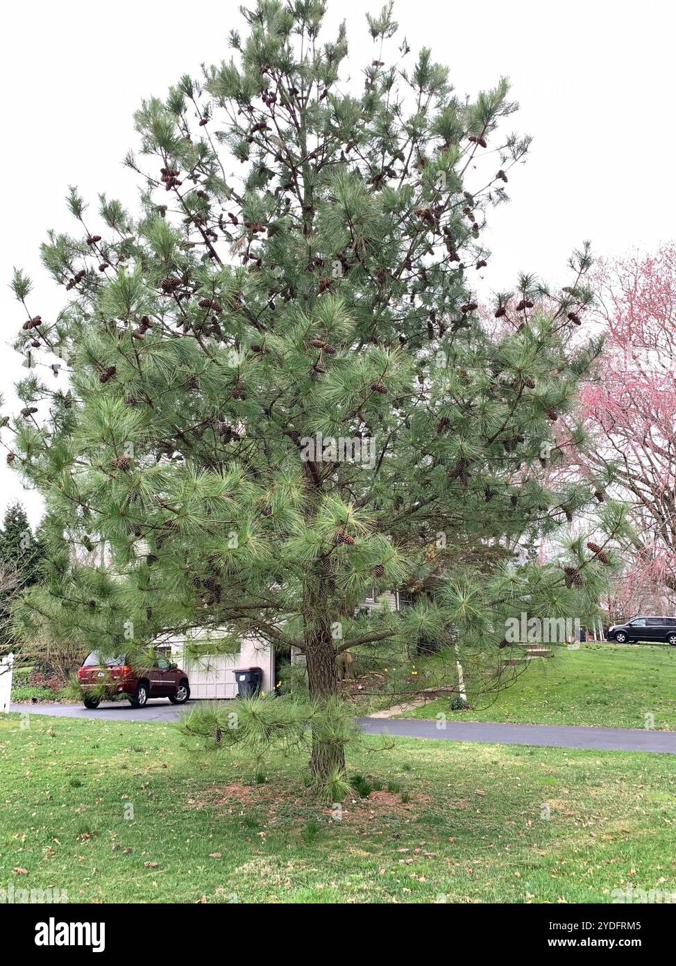 loblolly pine (Pinus taeda Stock Photo - Alamy