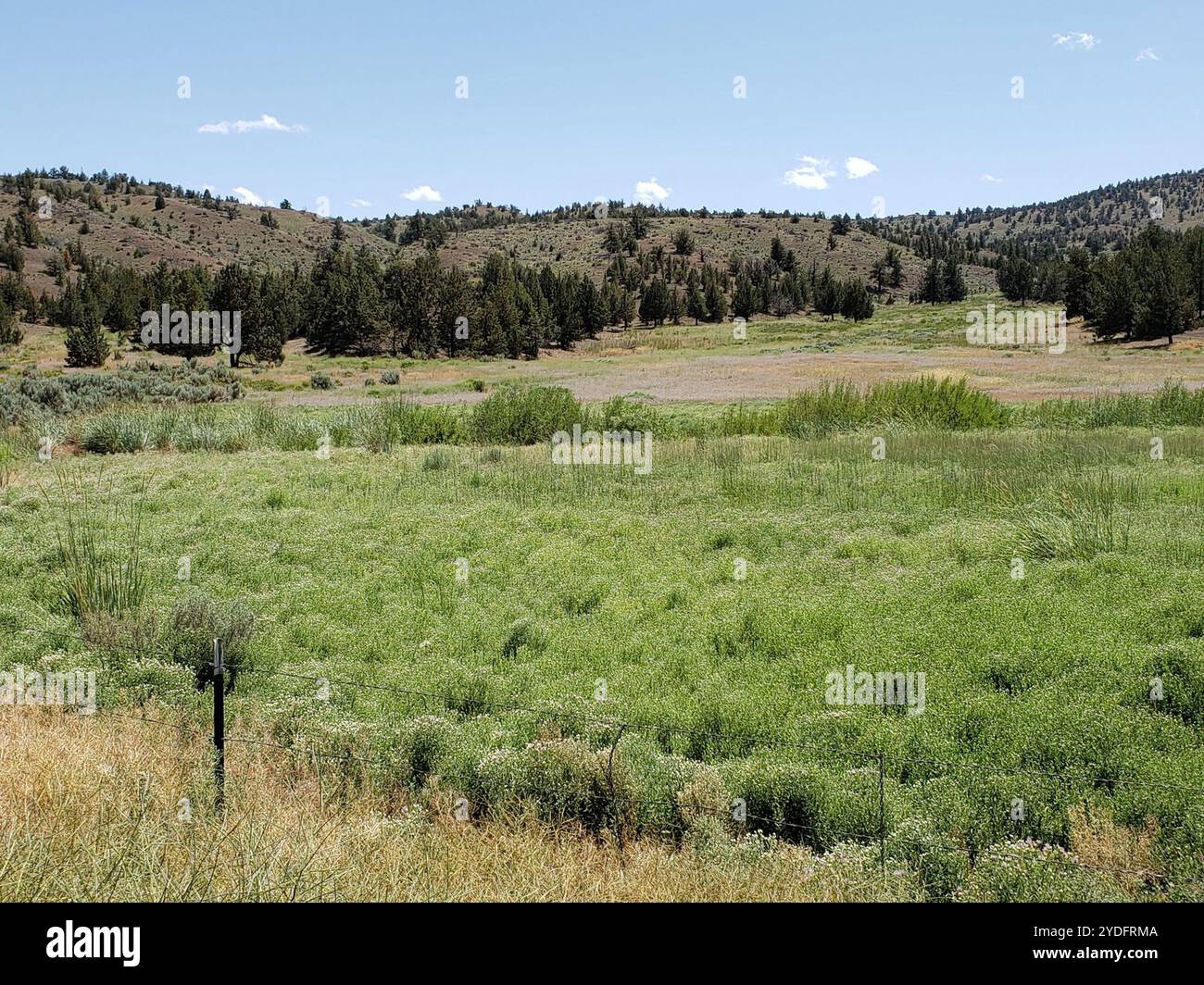 Russian knapweed (Rhaponticum repens Stock Photo - Alamy