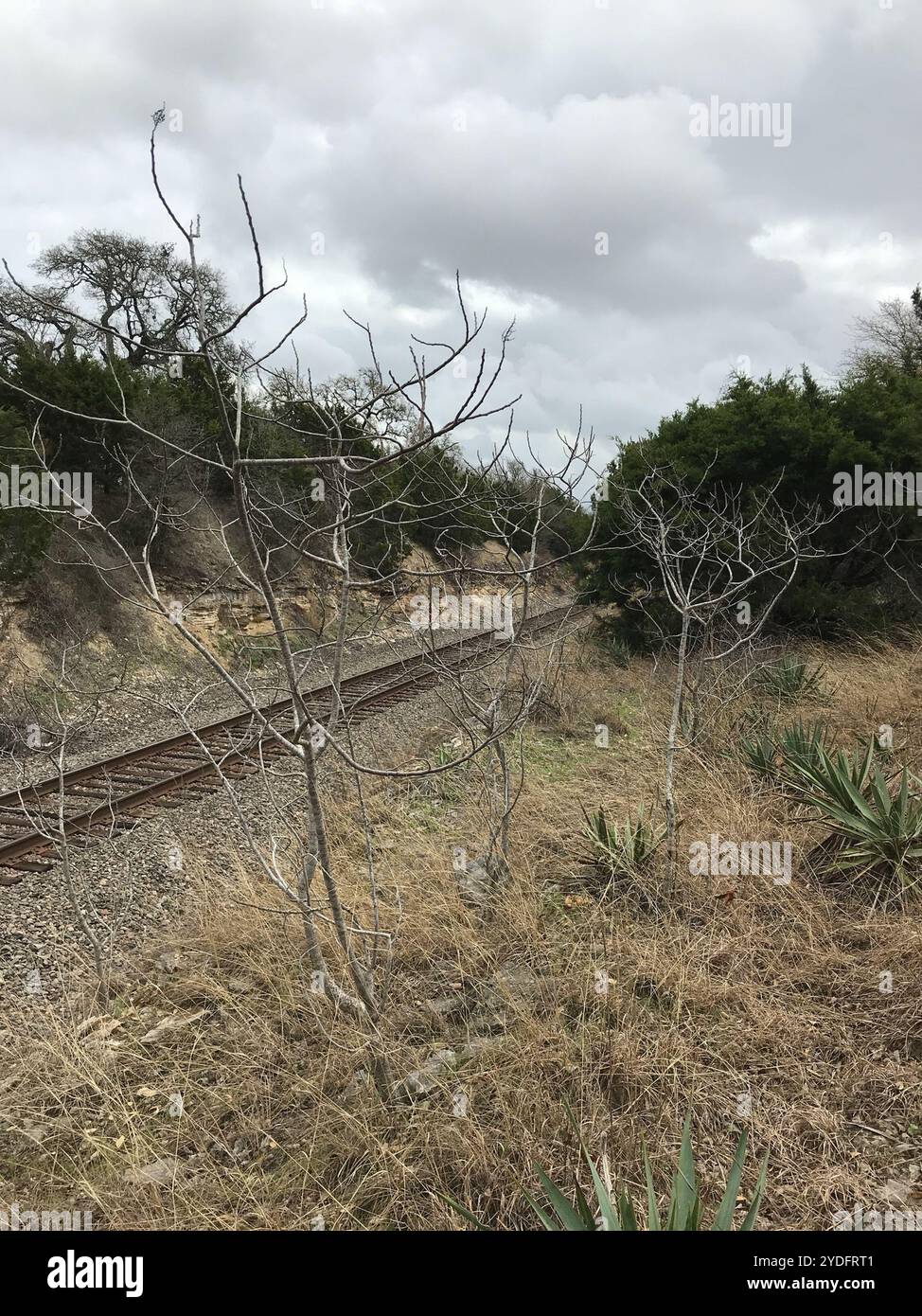 Prairie flameleaf sumac (Rhus lanceolata Stock Photo - Alamy