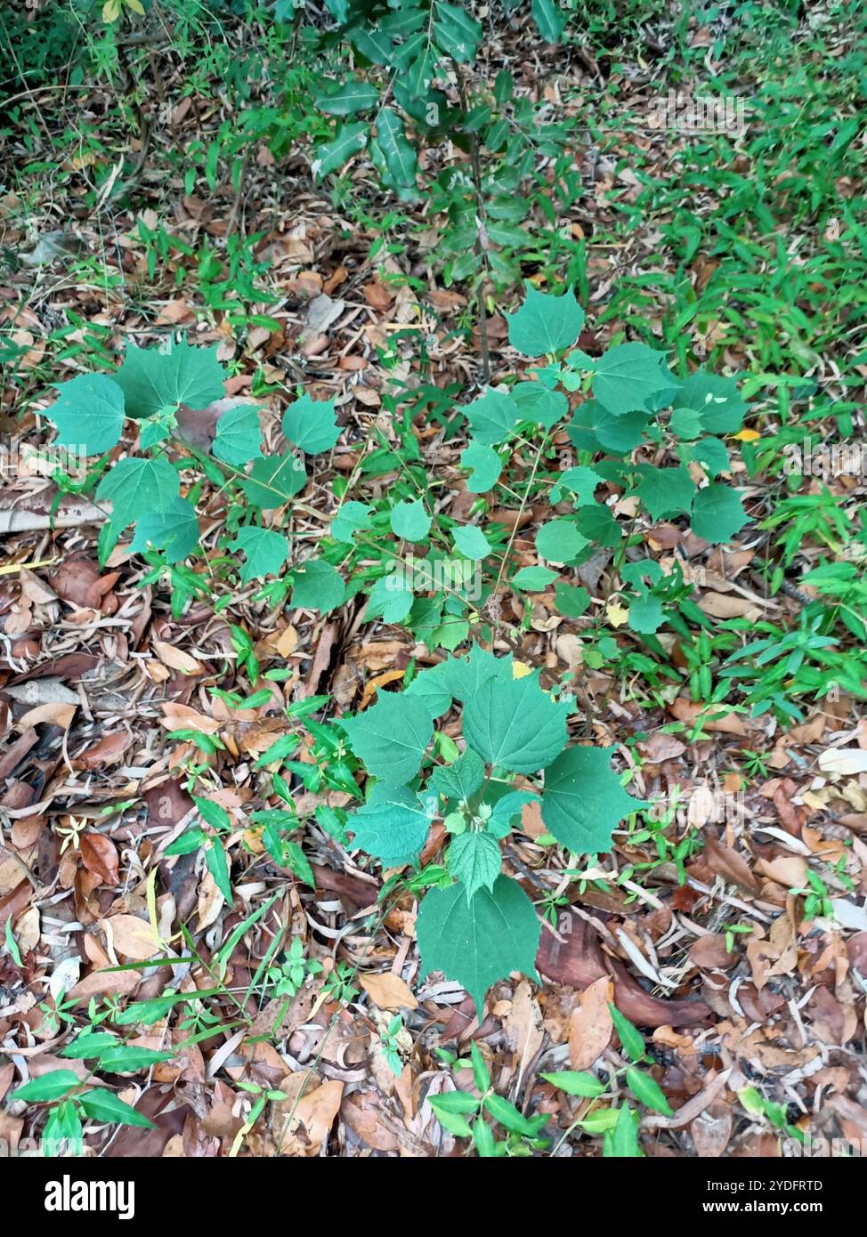 Caesar weed (Urena lobata Stock Photo - Alamy