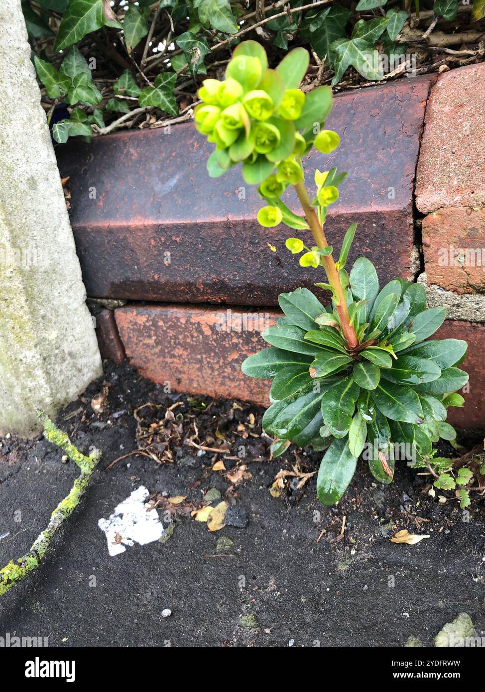 Mrs Robb's-bonnet (Euphorbia amygdaloides robbiae Stock Photo - Alamy