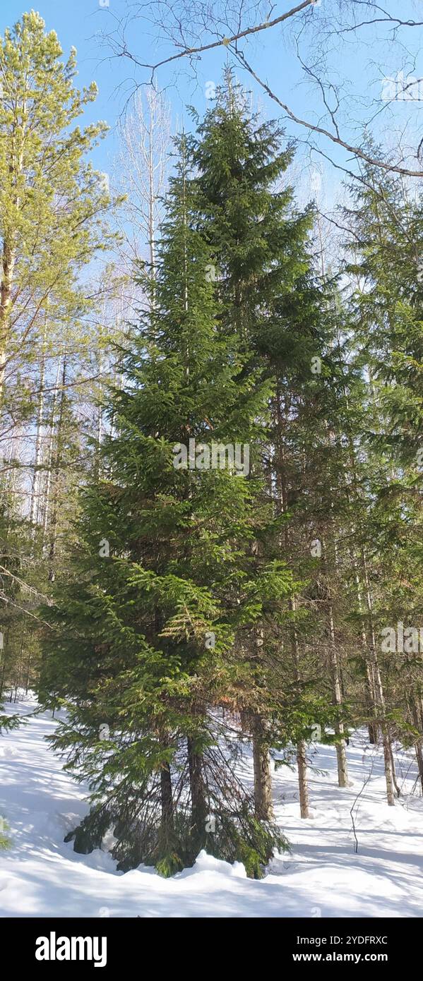 Siberian spruce (Picea obovata Stock Photo - Alamy