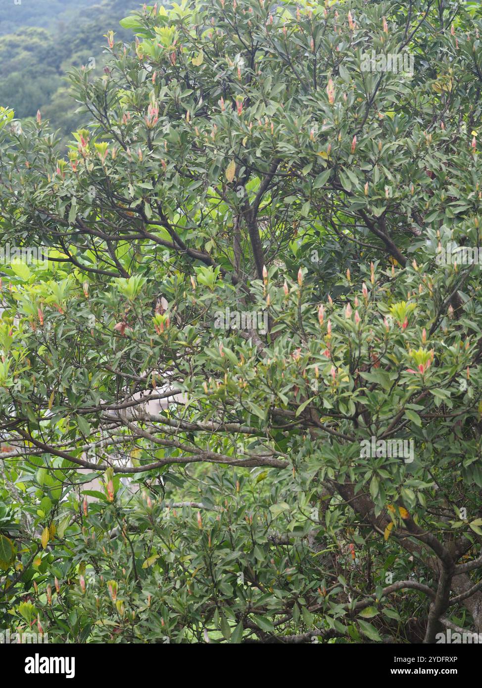 Red Machilus (Machilus thunbergii Stock Photo - Alamy