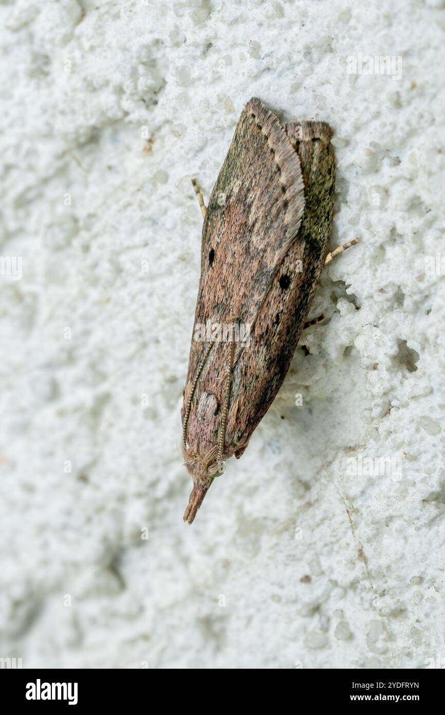 Bee Moth - Aphomia sociella, beautiful small moth from European meadows ...