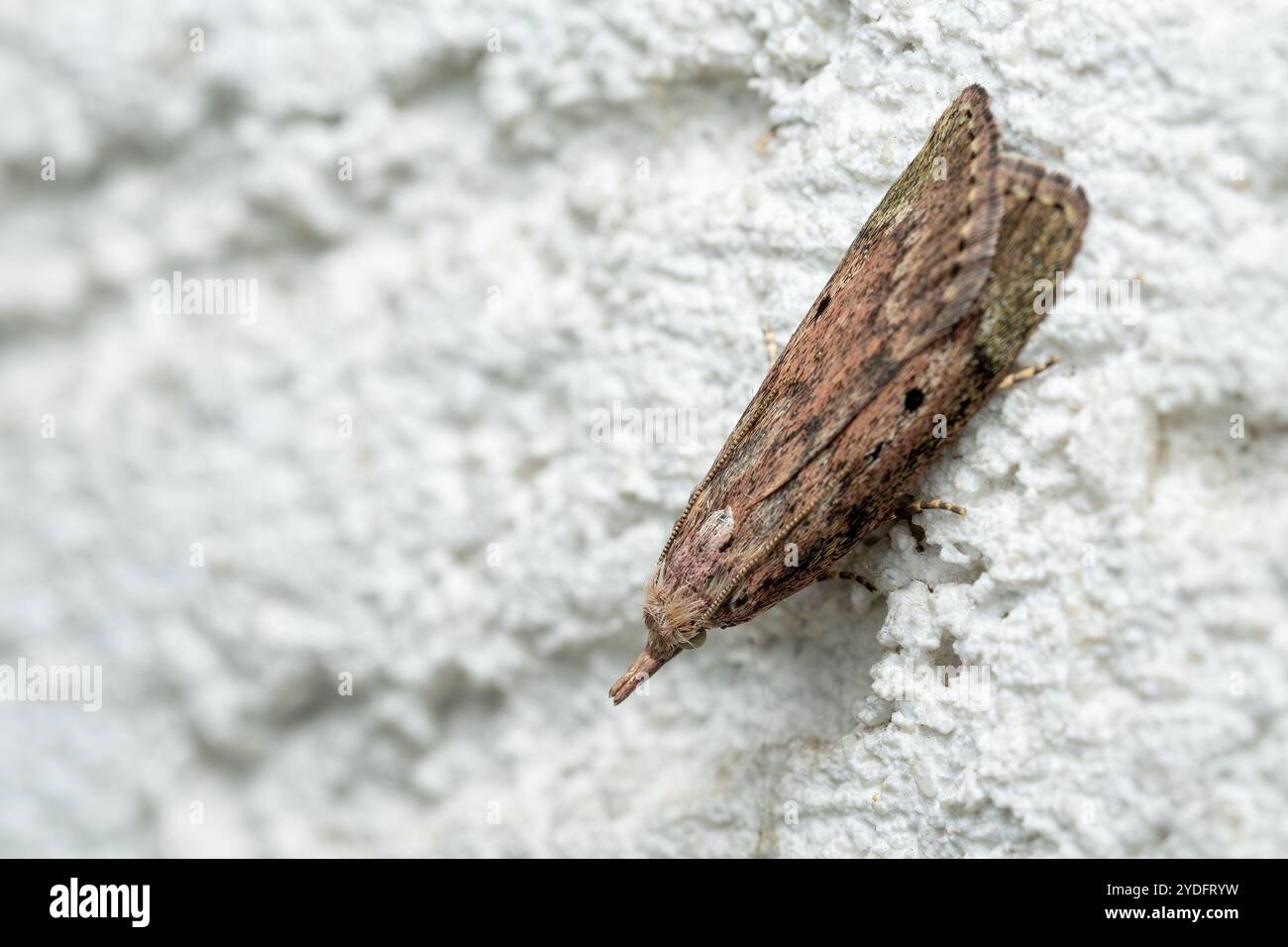 Bee Moth - Aphomia sociella, beautiful small moth from European meadows ...