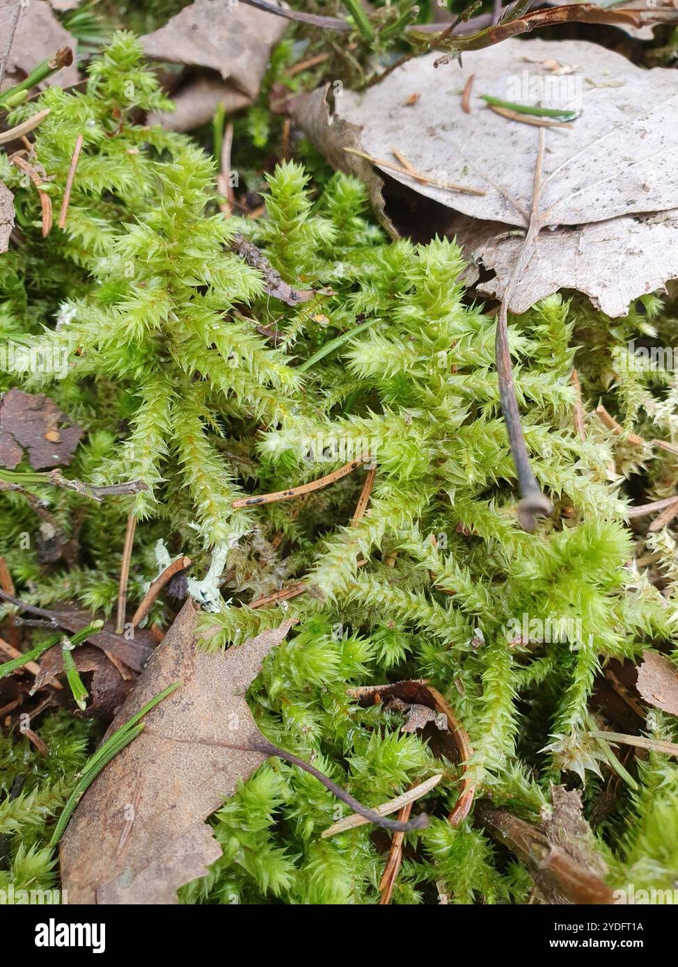 rough goose neck moss (Hylocomiadelphus triquetrus Stock Photo - Alamy