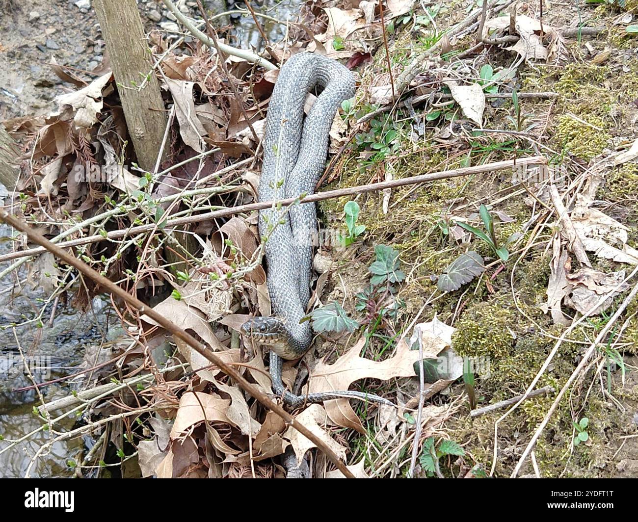 Common Watersnake (Nerodia sipedon Stock Photo - Alamy