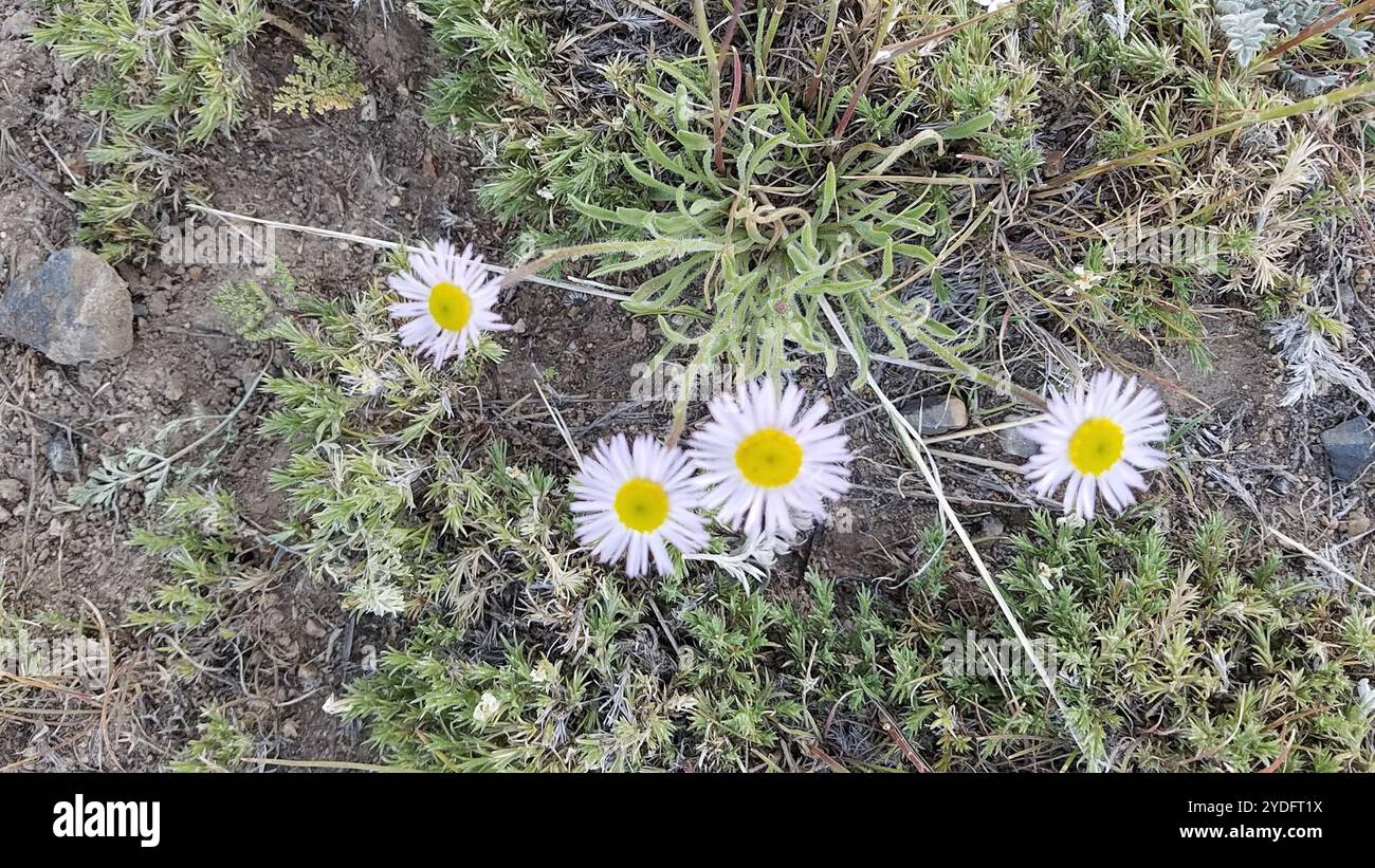Subalpine Fleabane (Erigeron glacialis Stock Photo - Alamy