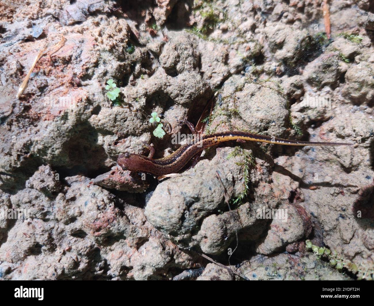 Southern Two-lined Salamander (Eurycea cirrigera Stock Photo - Alamy