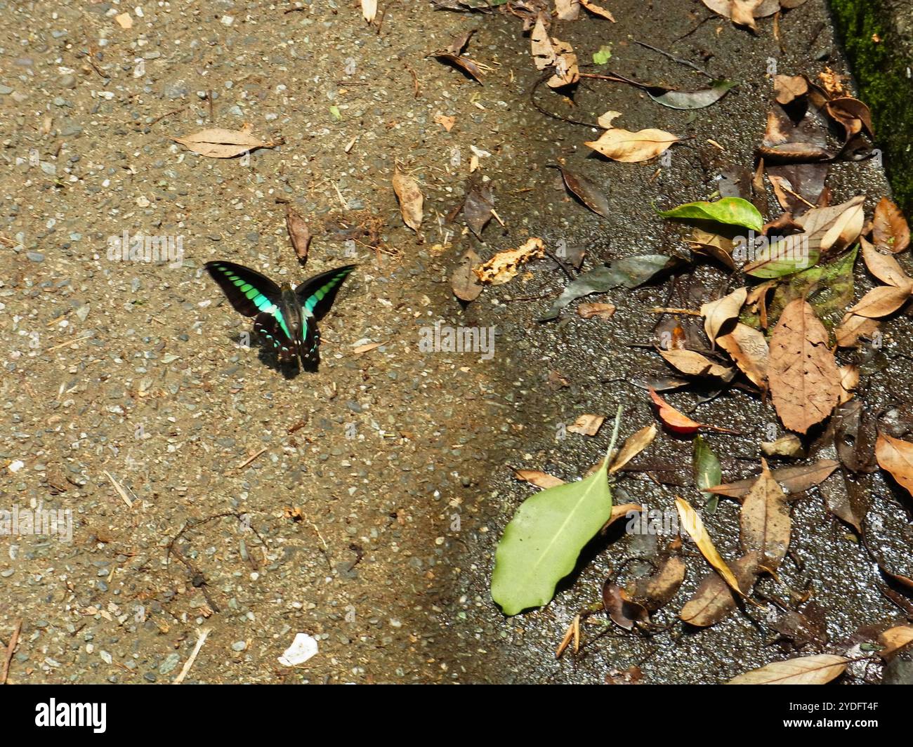 Japanese Common Bluebottle (Graphium sarpedon nipponum Stock Photo - Alamy