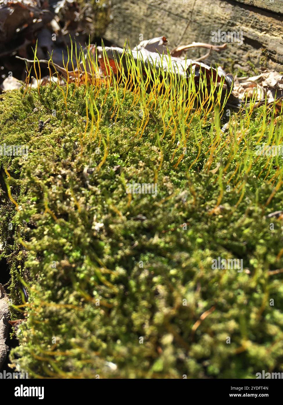 lesser smoothcap (Atrichum angustatum Stock Photo - Alamy