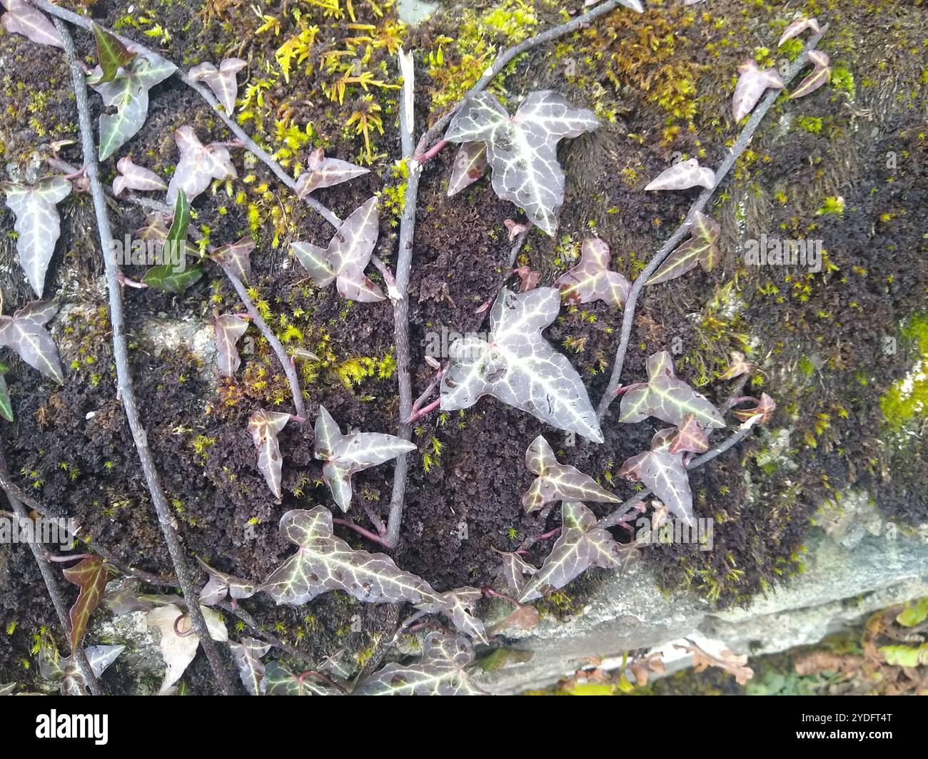 Atlantic Ivy (Hedera hibernica Stock Photo - Alamy