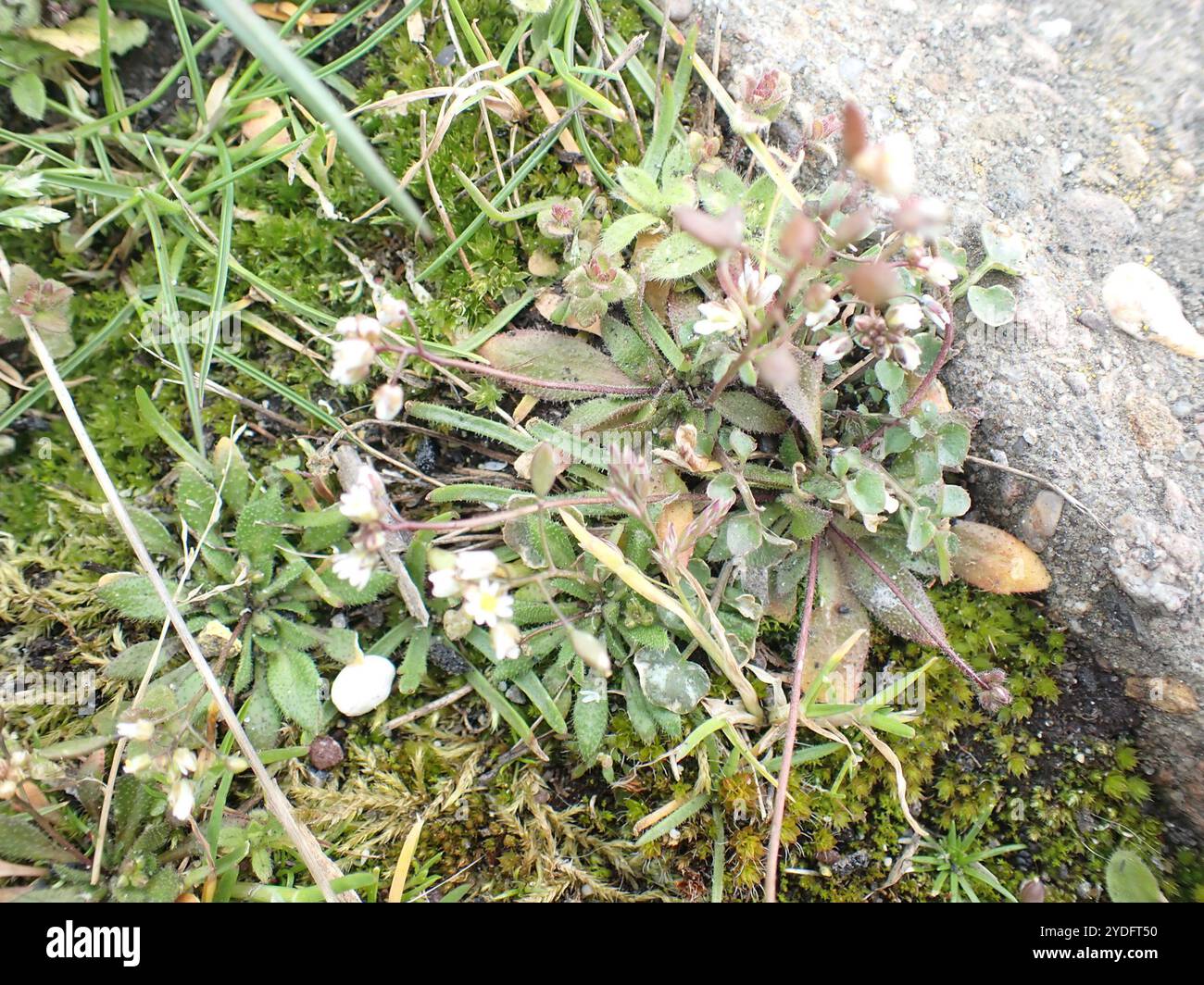 Common Whitlowgrass (Draba verna Stock Photo - Alamy