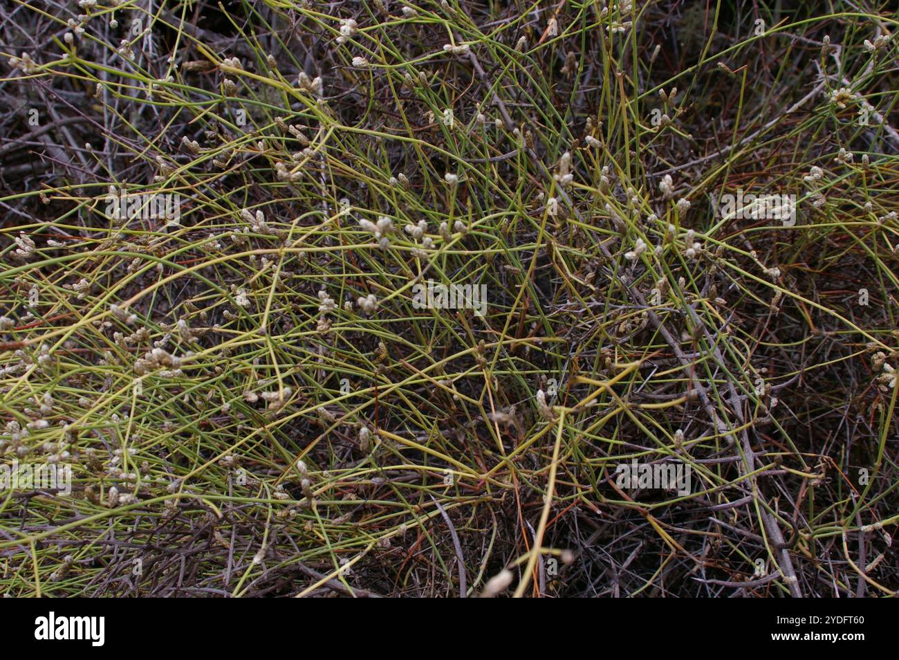 threadleaf chaff flower (Alternanthera filifolia Stock Photo - Alamy