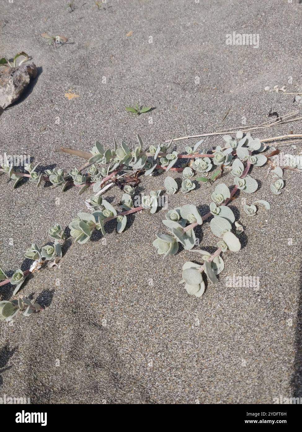 beach saltbush (Atriplex leucophylla Stock Photo - Alamy