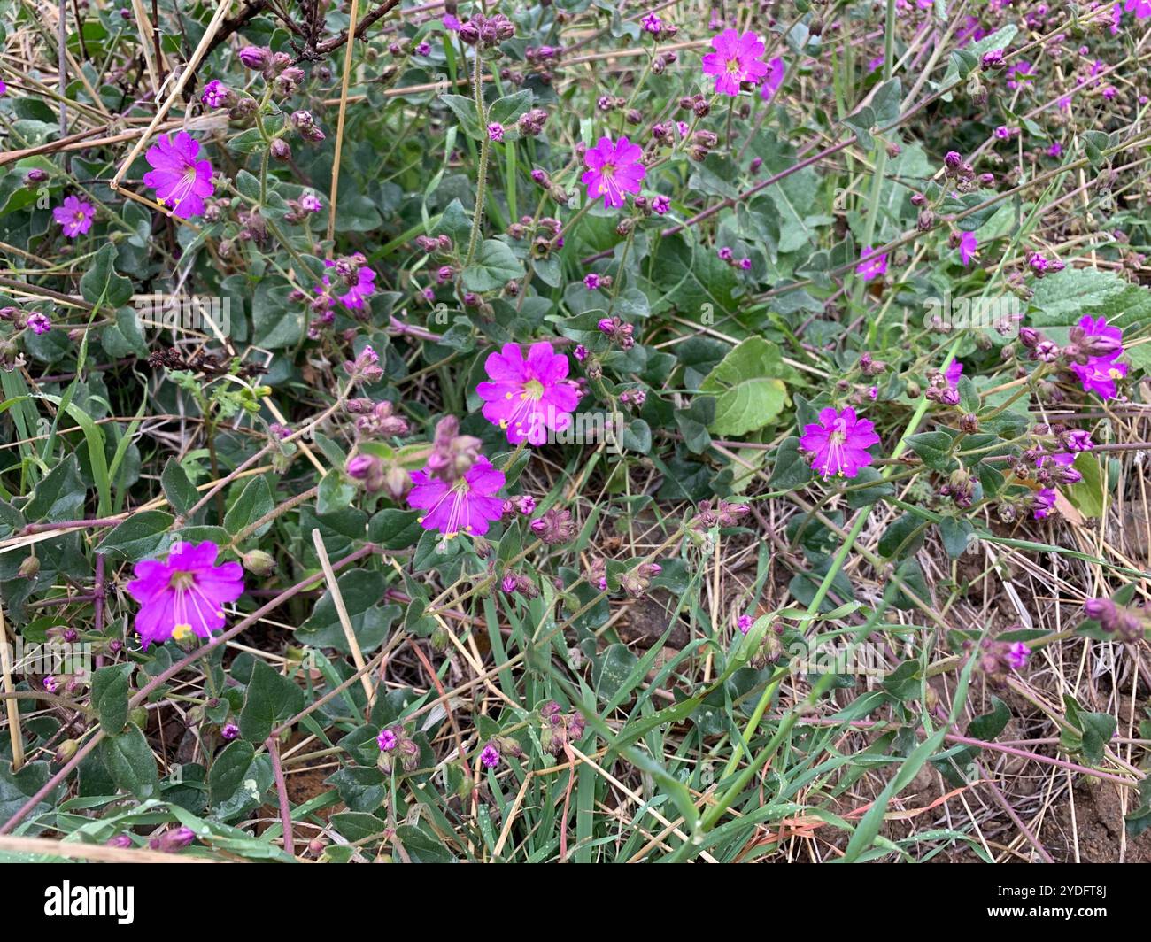 Wishbone Bush (Mirabilis laevis Stock Photo - Alamy