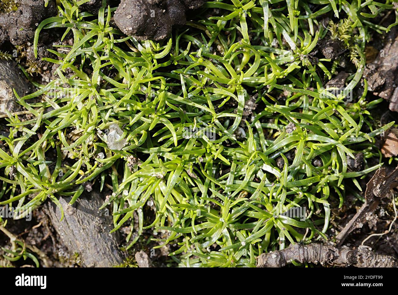 Procumbent Pearlwort (Sagina procumbens Stock Photo - Alamy