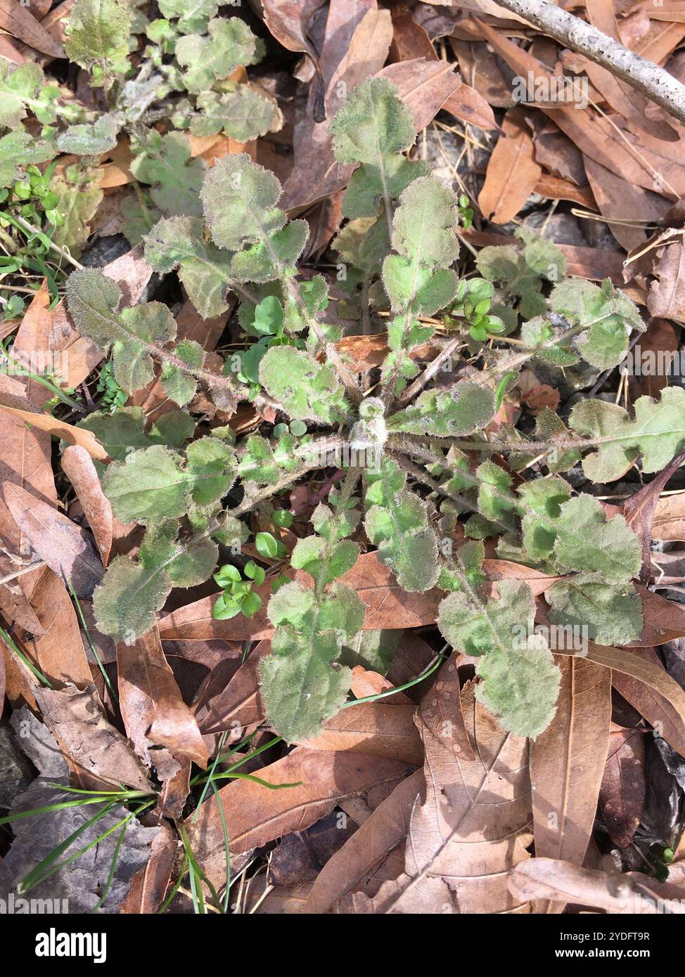 Oriental false hawksbeard (Youngia japonica Stock Photo - Alamy