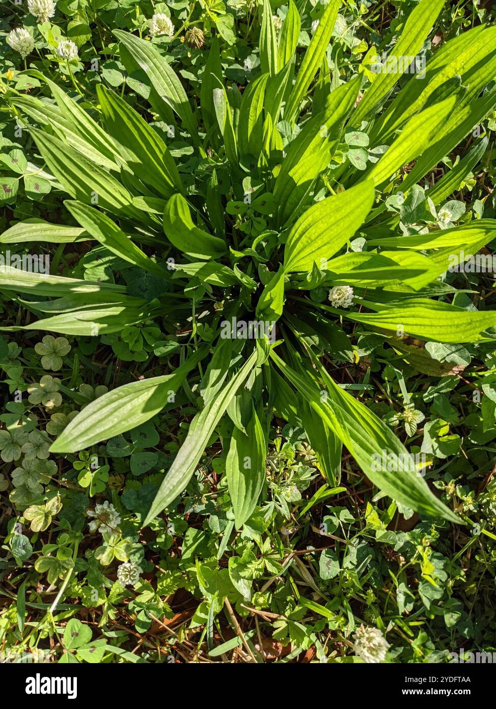 ribwort plantain (Plantago lanceolata Stock Photo - Alamy