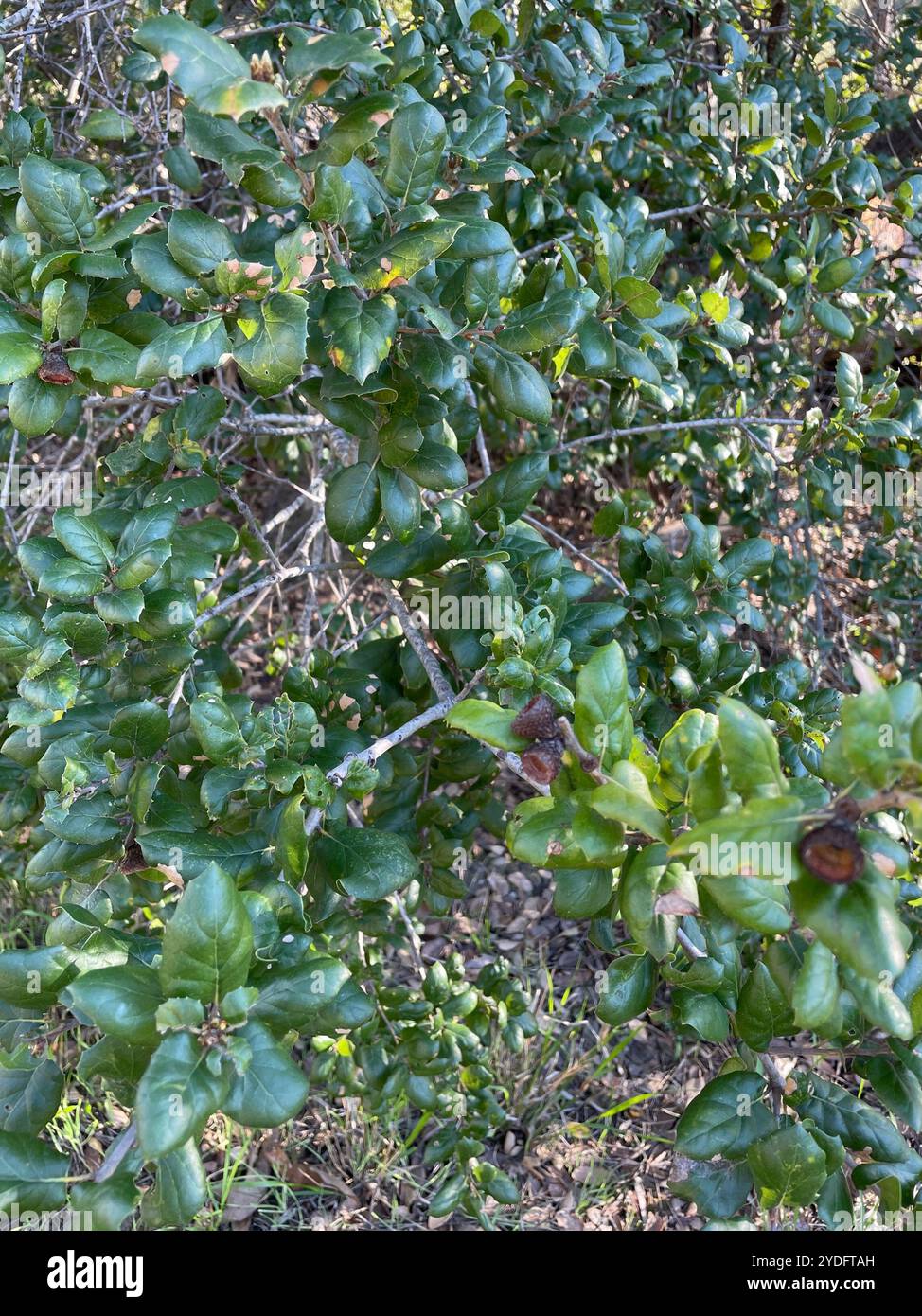 coast live oak (Quercus agrifolia Stock Photo - Alamy