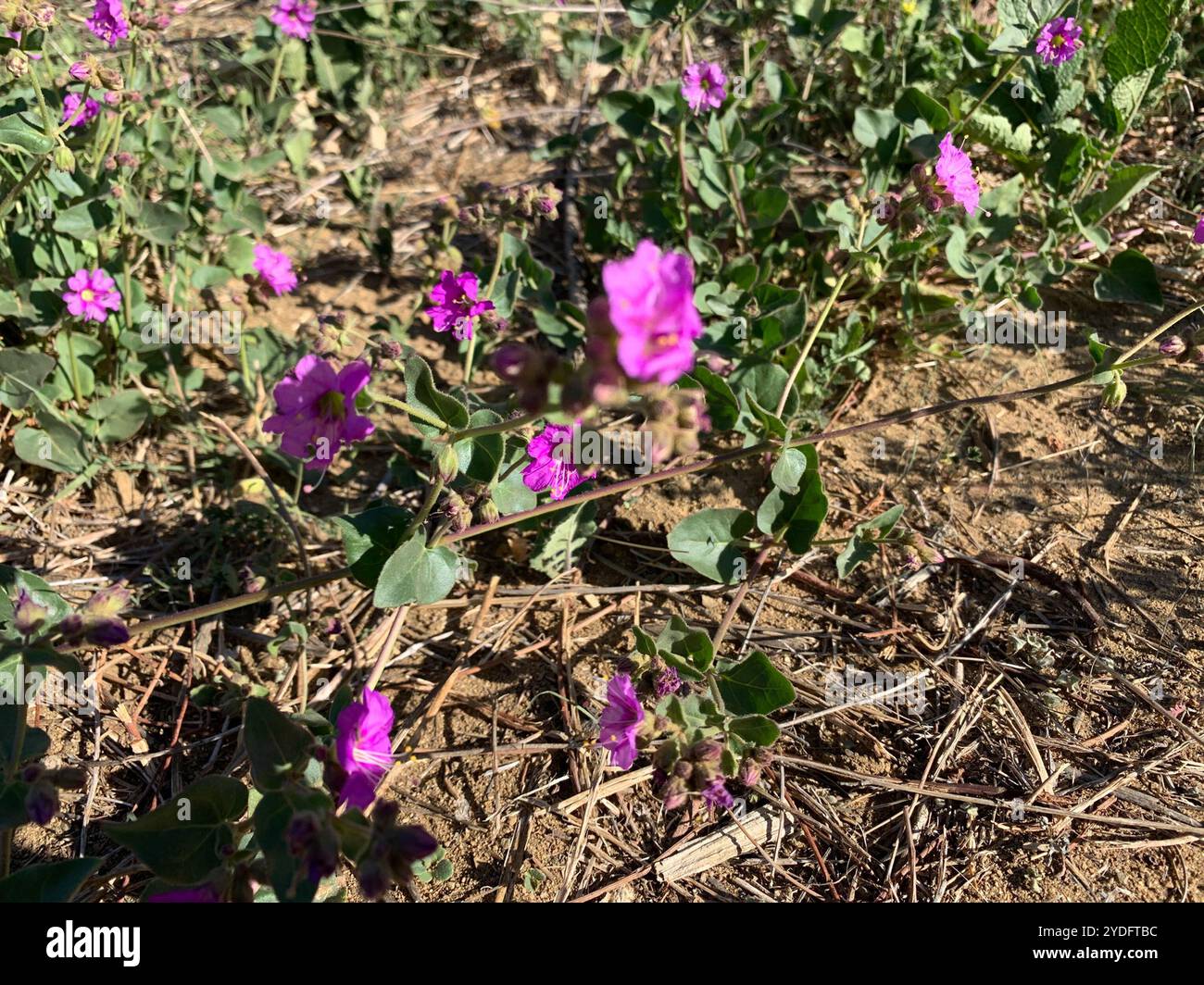 Wishbone Bush (Mirabilis laevis Stock Photo - Alamy