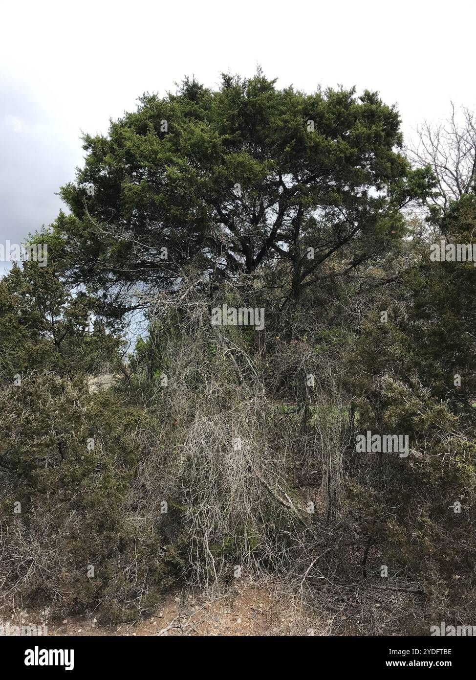 Ashe juniper (Juniperus ashei Stock Photo - Alamy