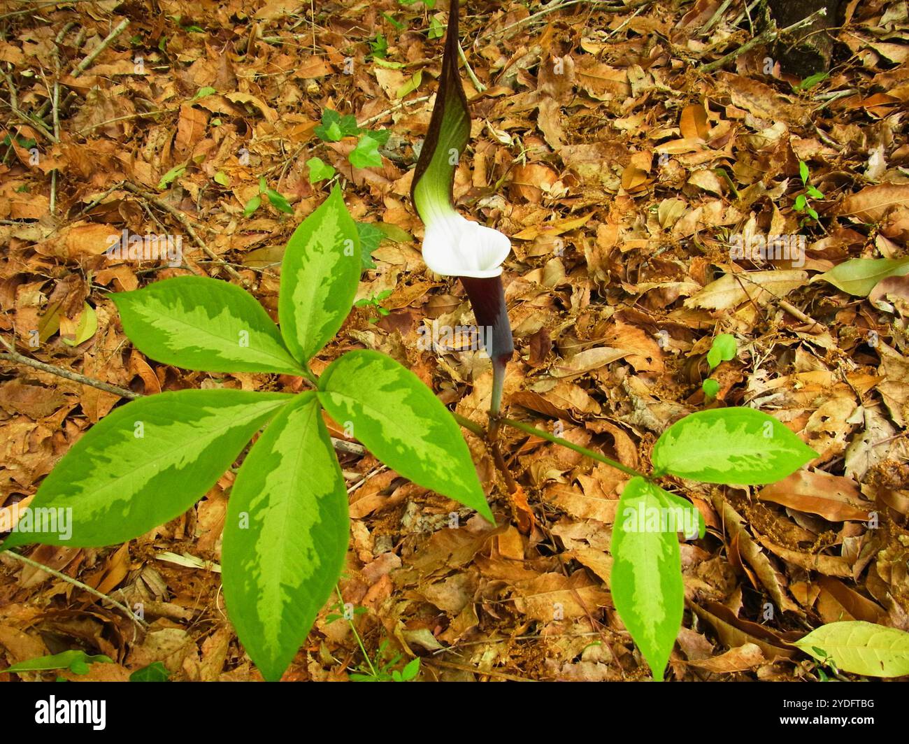 Japanese Jack-in-the-Pulpit (Arisaema sikokianum Stock Photo - Alamy