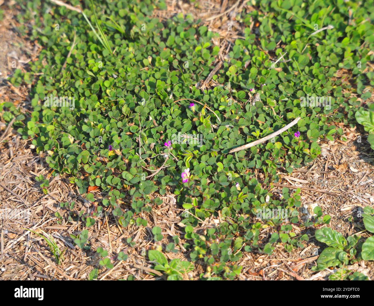Creeping tick trefoil hi-res stock photography and images - Alamy