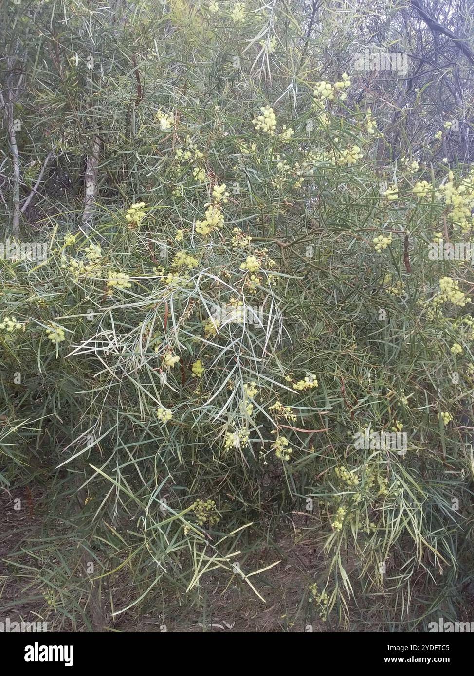 Flinders Range Wattle (Acacia iteaphylla Stock Photo - Alamy