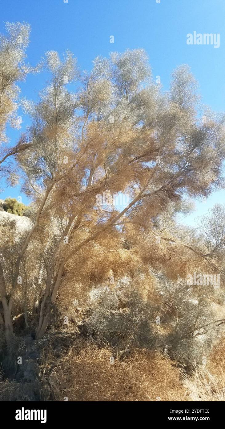 Smoke Tree (Psorothamnus spinosus Stock Photo - Alamy