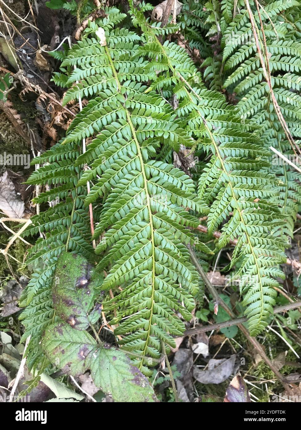 hard shield fern (Polystichum aculeatum Stock Photo - Alamy