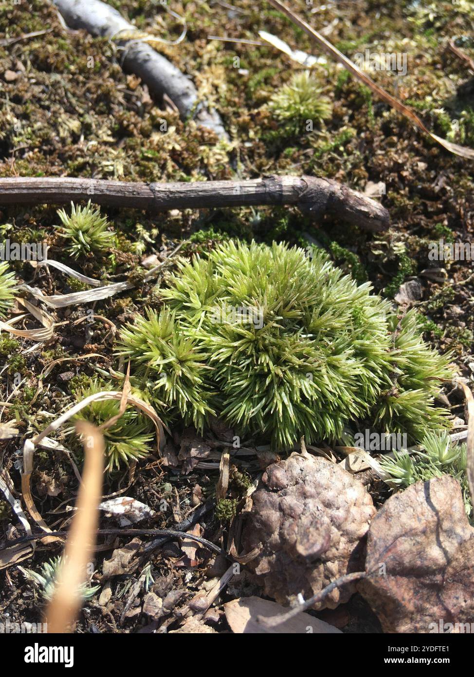 Pincushion Moss (Leucobryum glaucum Stock Photo - Alamy