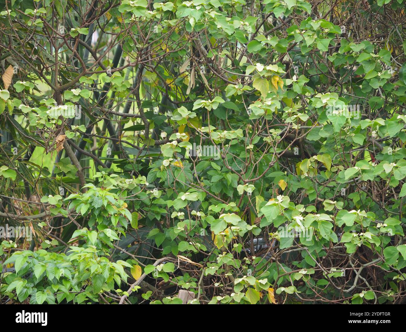 Mallotus (Mallotus japonicus Stock Photo - Alamy